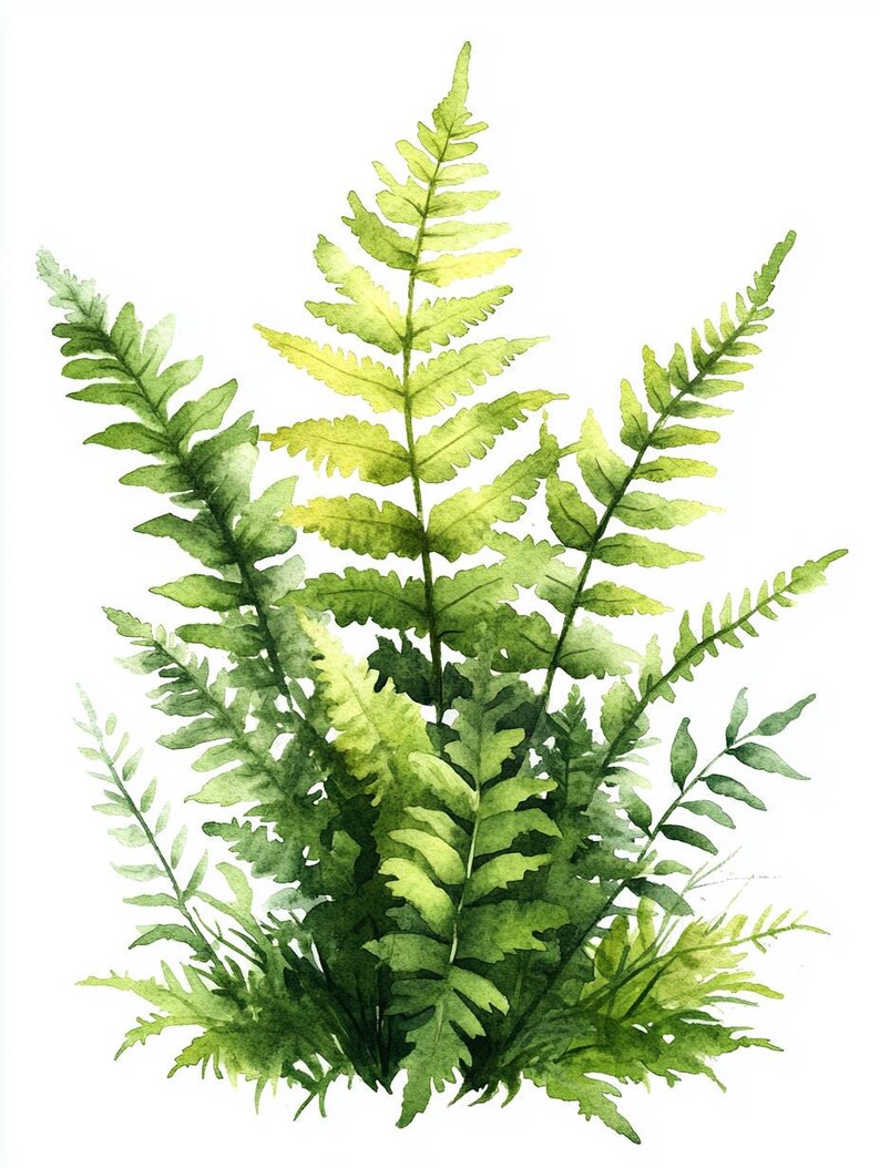 12 Boston Fern Watercolor, Fern Plant Clipart, Minimalistic Art ...