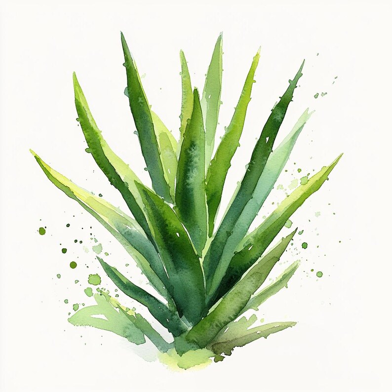 12 Watercolor Aloe Vera Prints, Plant Clipart, Minimalistic Art ...