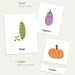 Vegetables Flashcards, Image Cards for Kids, Preschool, Nomenclature ...