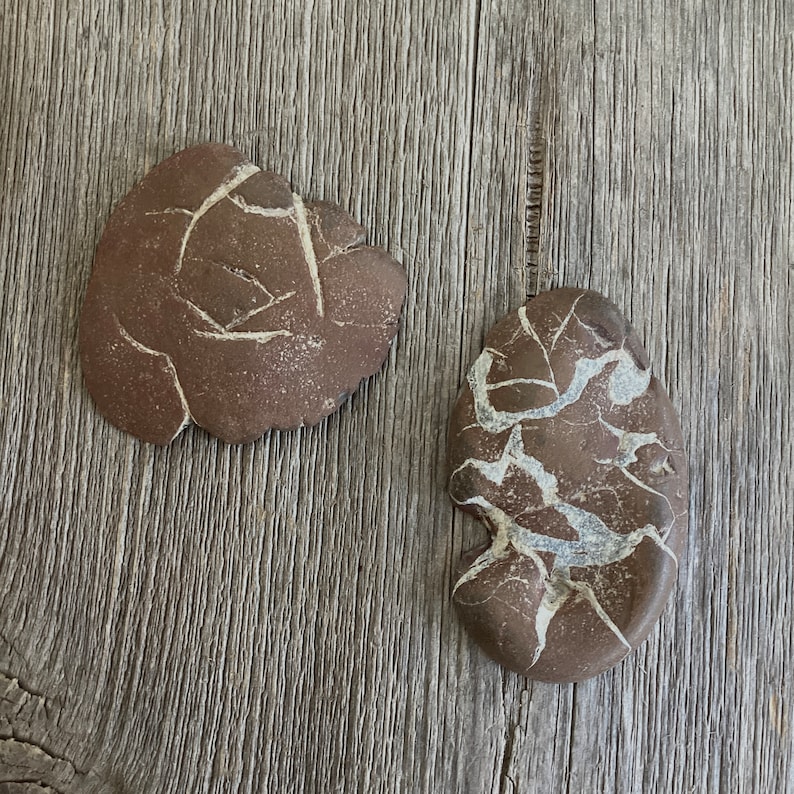 Michigan Lightning Stones, Polished Septarian Nodule, Lightning Stone ...
