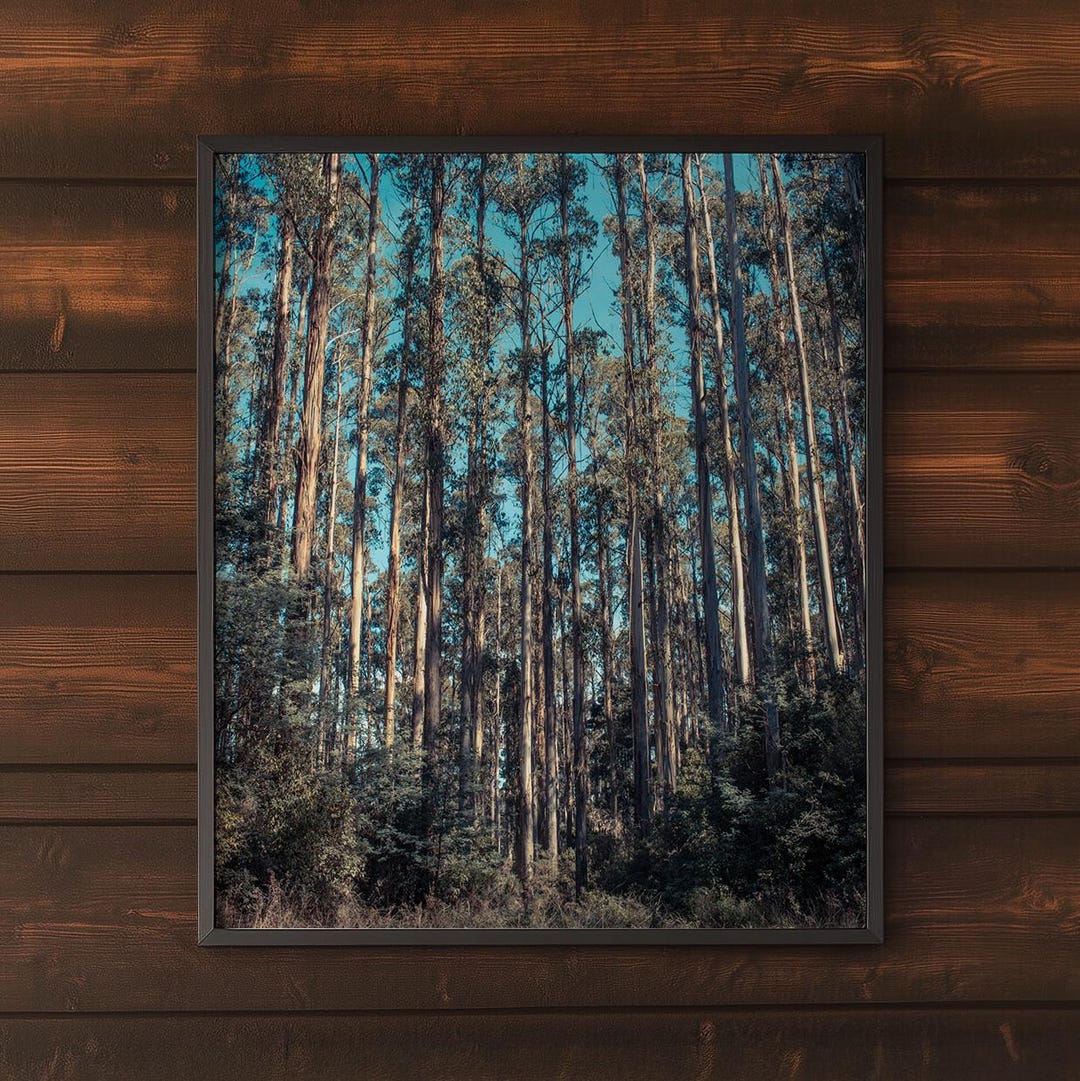 Tall Gums, Australian Gum Trees, Nature Photography, Ready to Print. - Etsy