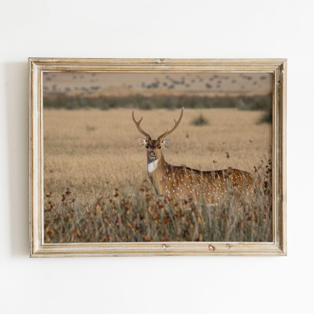 Chital Stag Australian Deer, Wildlife Photography, Ready to Print Wall ...