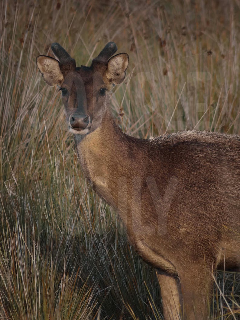 Beautiful Doe Portrait, Young Female Deer in Grassy Field Photography ...