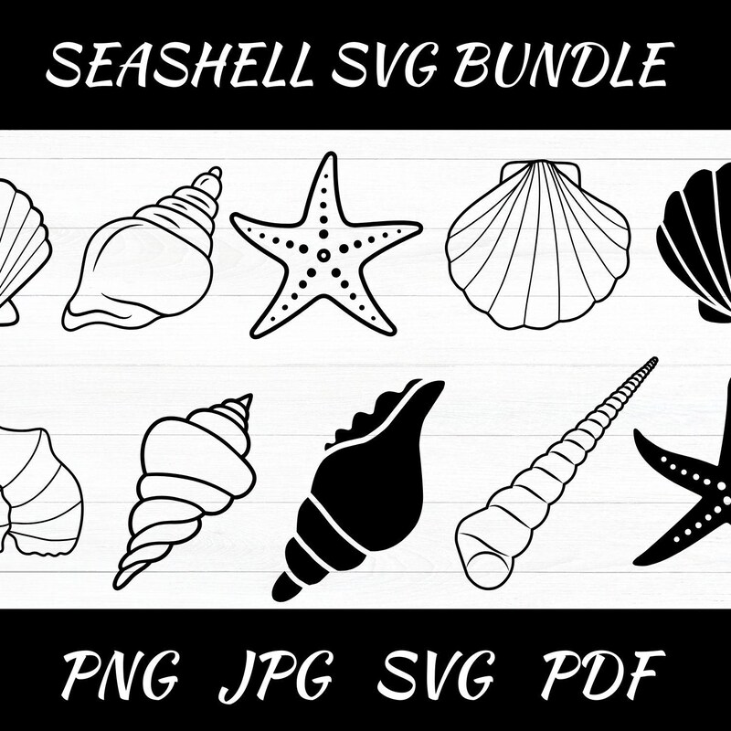 Seashells Svg - Etsy