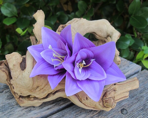 Purple Amaryllis Flowers