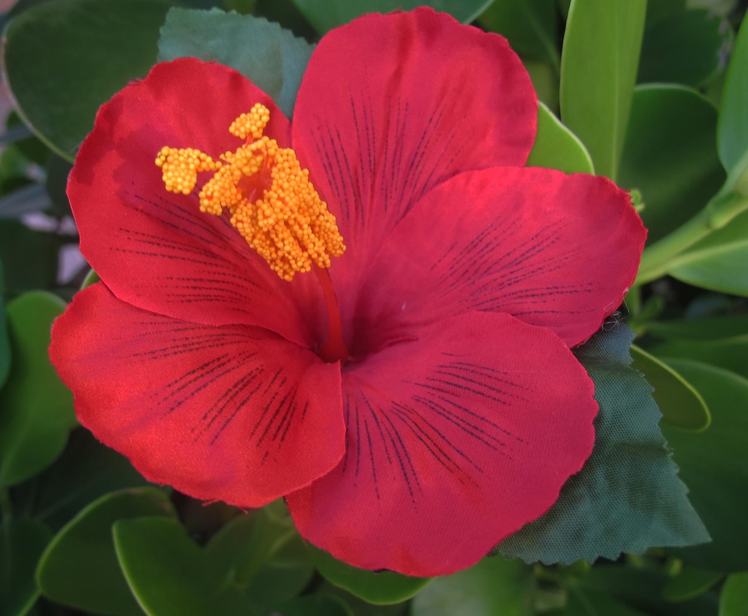 RED HIBISCUS Flower With Leaves ,weddings , Tiki, Luau,beach,maga PR ...