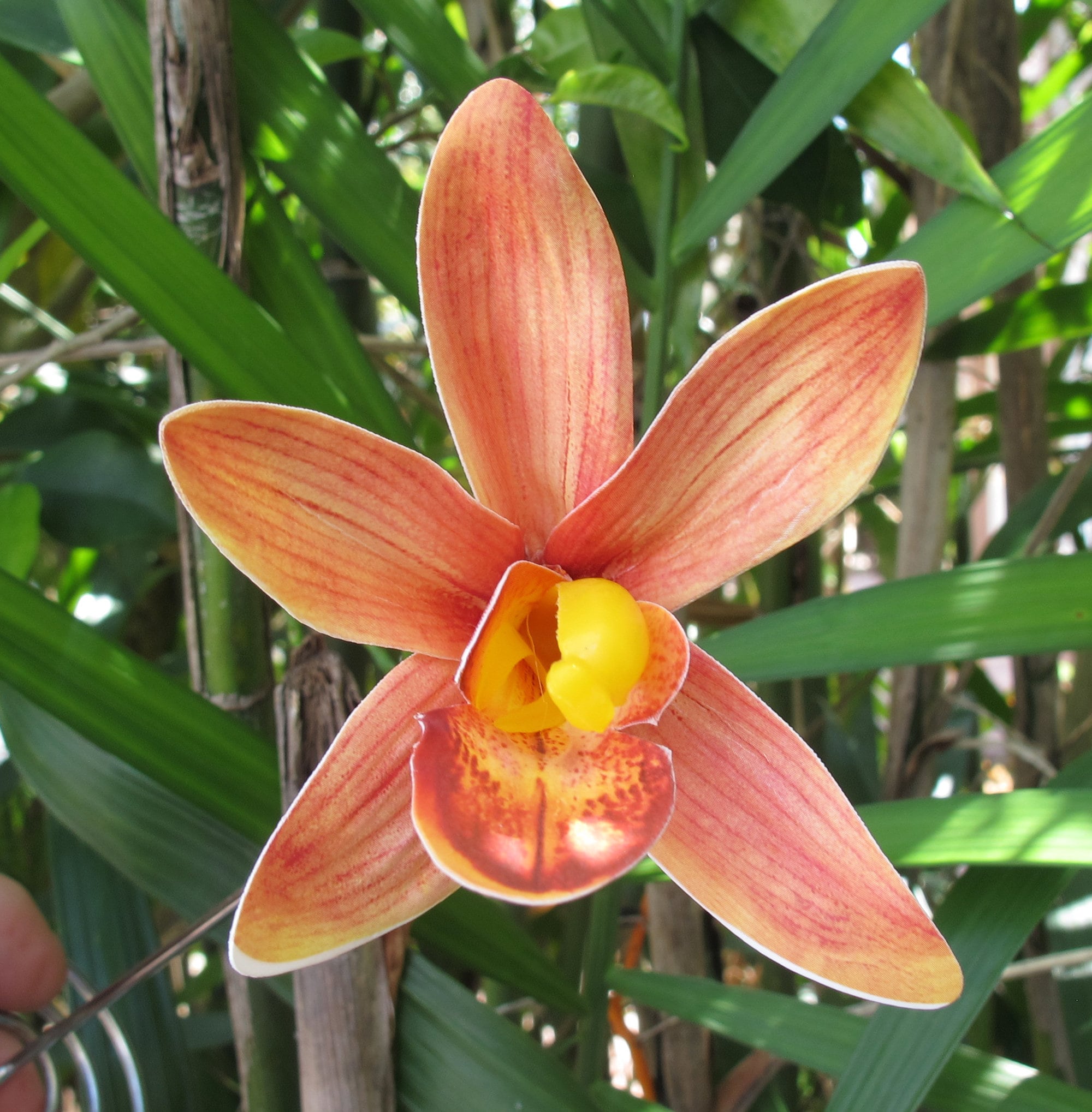 Orchid Polymin (mini Cymbidium)