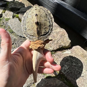 Native American Turtle Rattle Deer Antler Handle Brain Tan Buckskin - Etsy