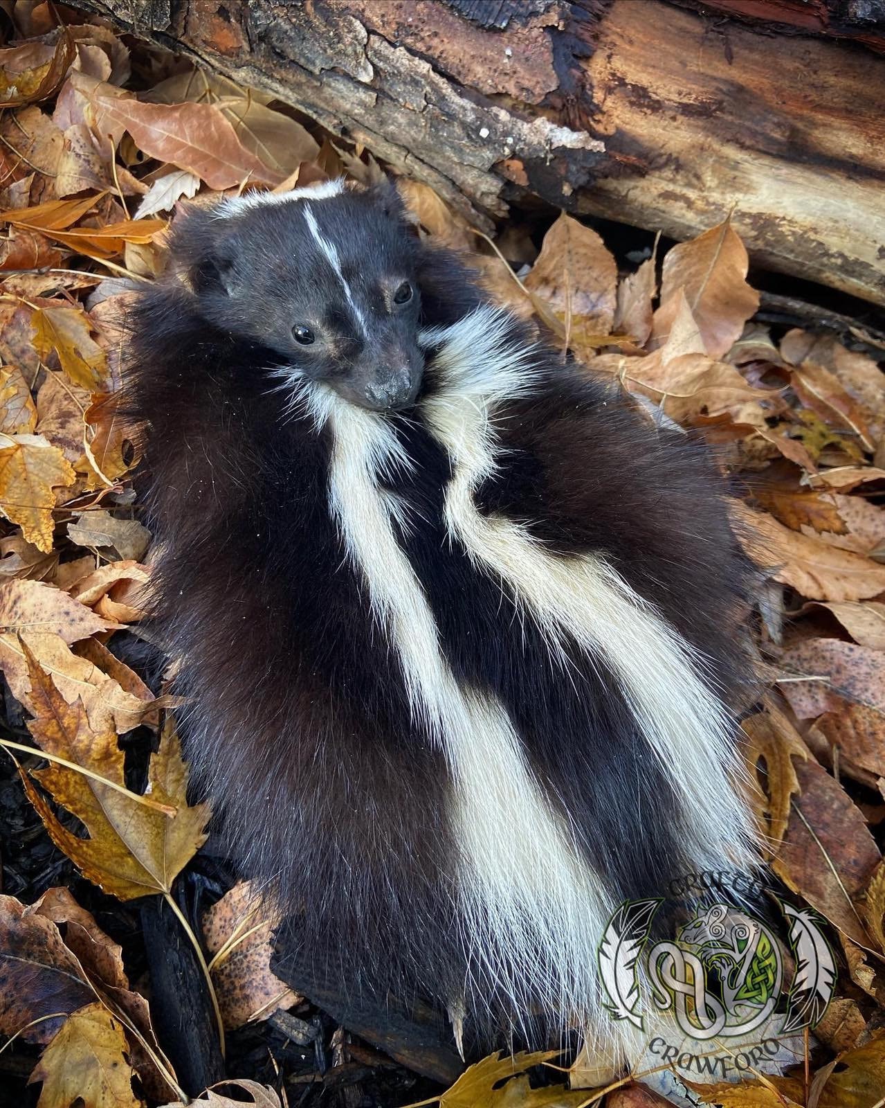 Full Mask Skunk Sporran Taxidermy Head - Etsy