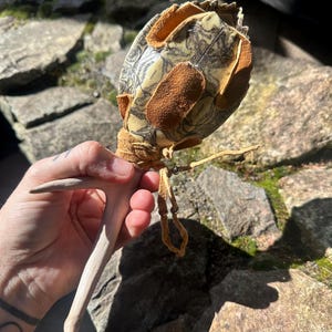 Native American Turtle Rattle Deer Antler Handle Brain Tan Buckskin - Etsy