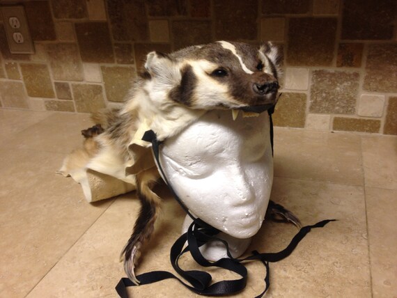 Mounted Badger headdress with all claws and teeth | Etsy