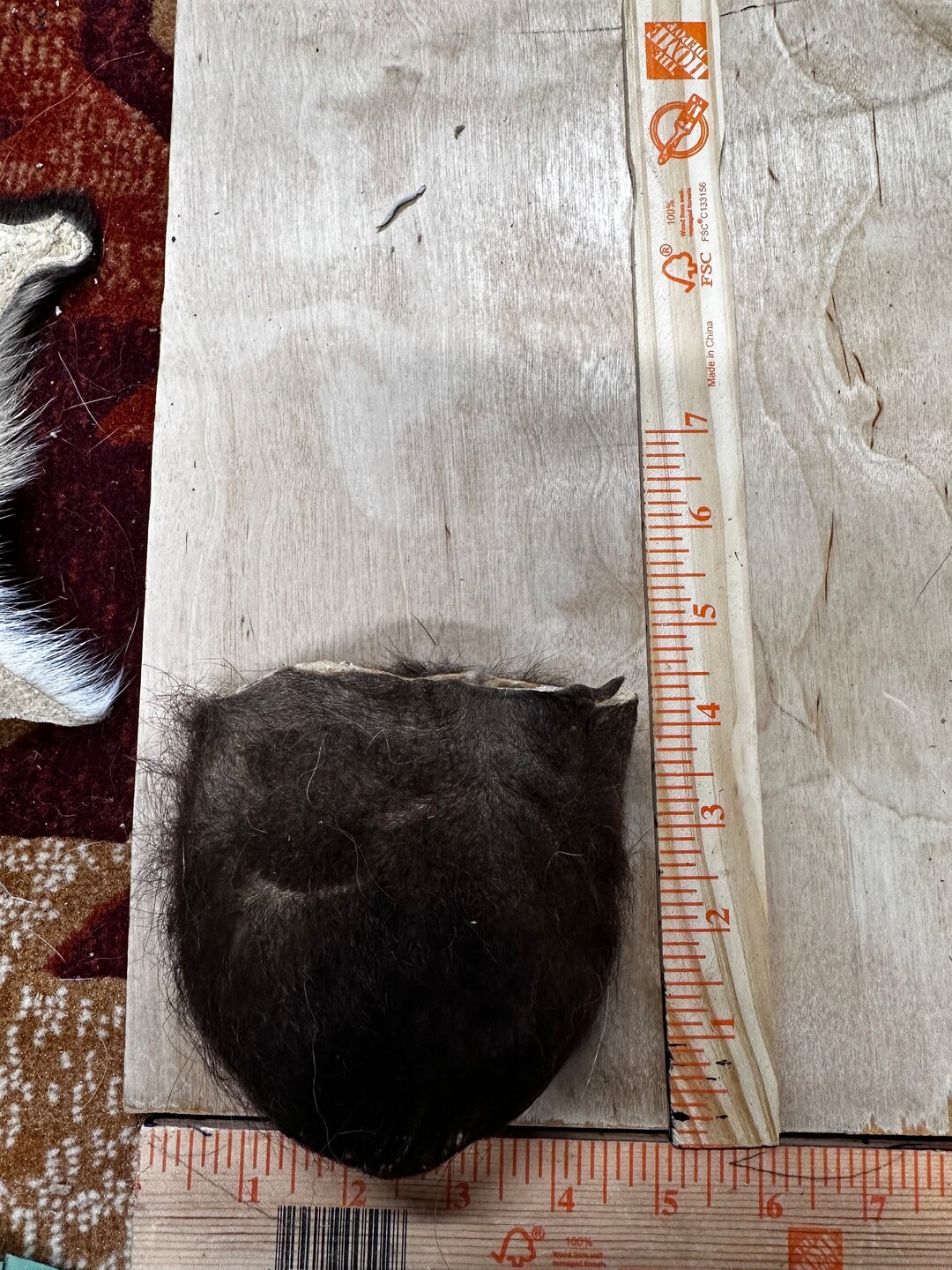 Bison Testicle Dried - Etsy