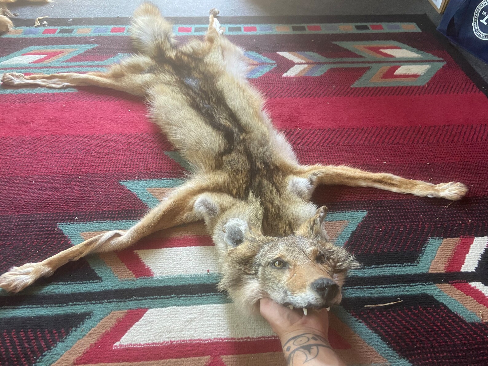 Mounted Head Coyote Skin Headdress W Feet Native American Made - Etsy