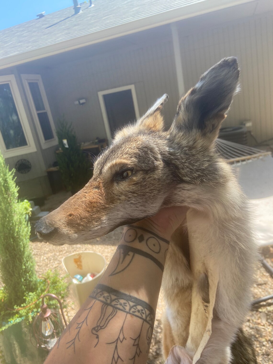 Mounted Head Coyote Skin Headdress W Feet Native American Made - Etsy