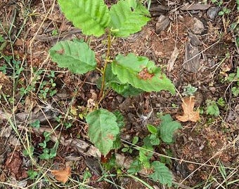 Red Alder Alnus Rubra 1-2 Year Sapling Organically Grown - Etsy