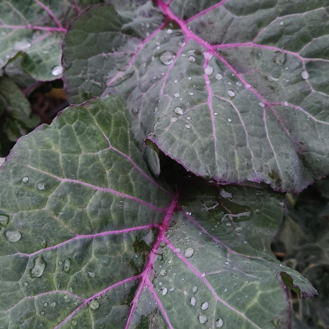 Purple Tree Collard Cuttings - Etsy