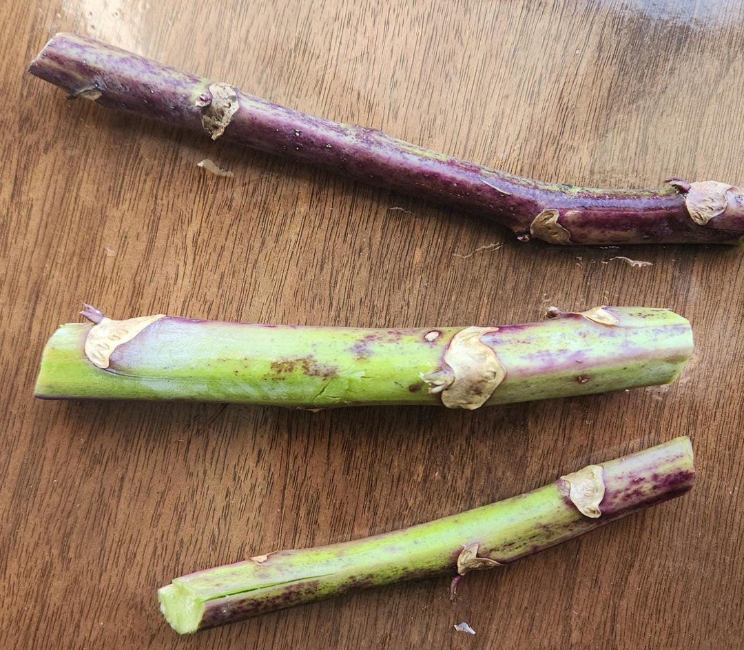 Purple Tree Collard Cuttings - Etsy