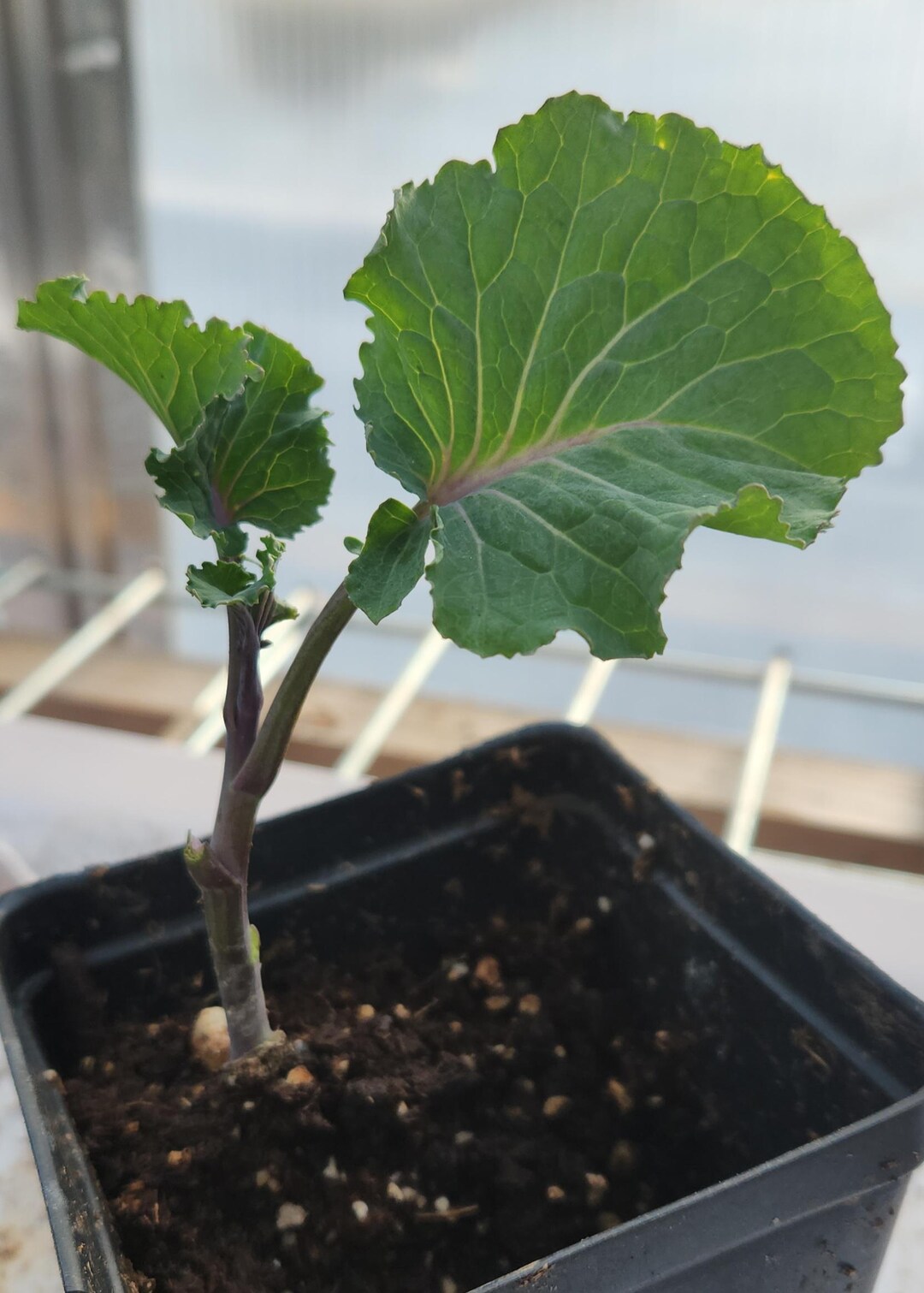 Perennial Tree Kale Cuttings - Etsy