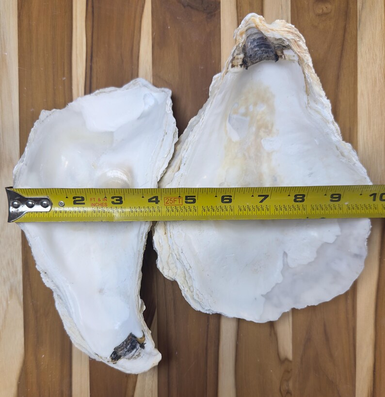 Extra Large Cupped Oyster Shells (7–9”) – Natural Coastal Decor ...