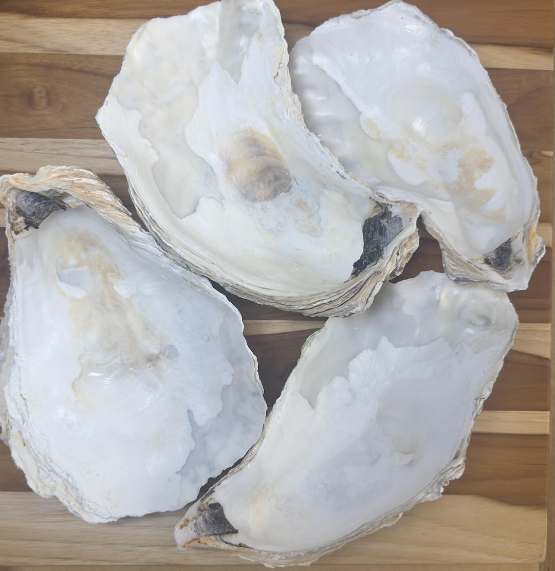 Extra Large Cupped Oyster Shells (7–9”) – Natural Coastal Decor ...
