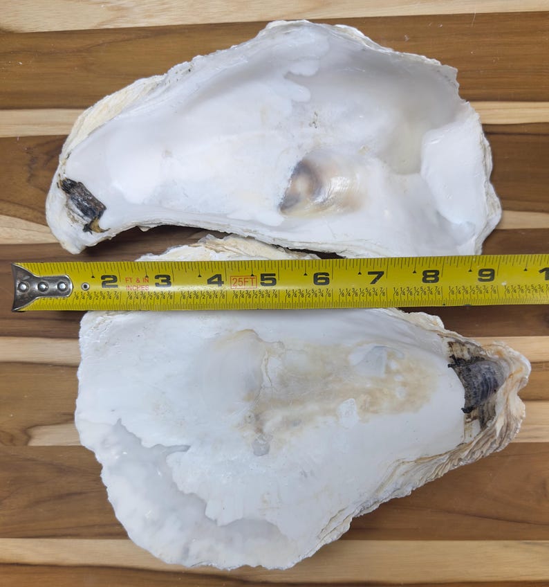 Extra Large Cupped Oyster Shells (7–9”) – Natural Coastal Decor ...