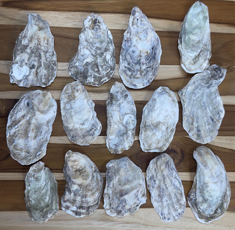 Flat Oyster Shells (3-4.5