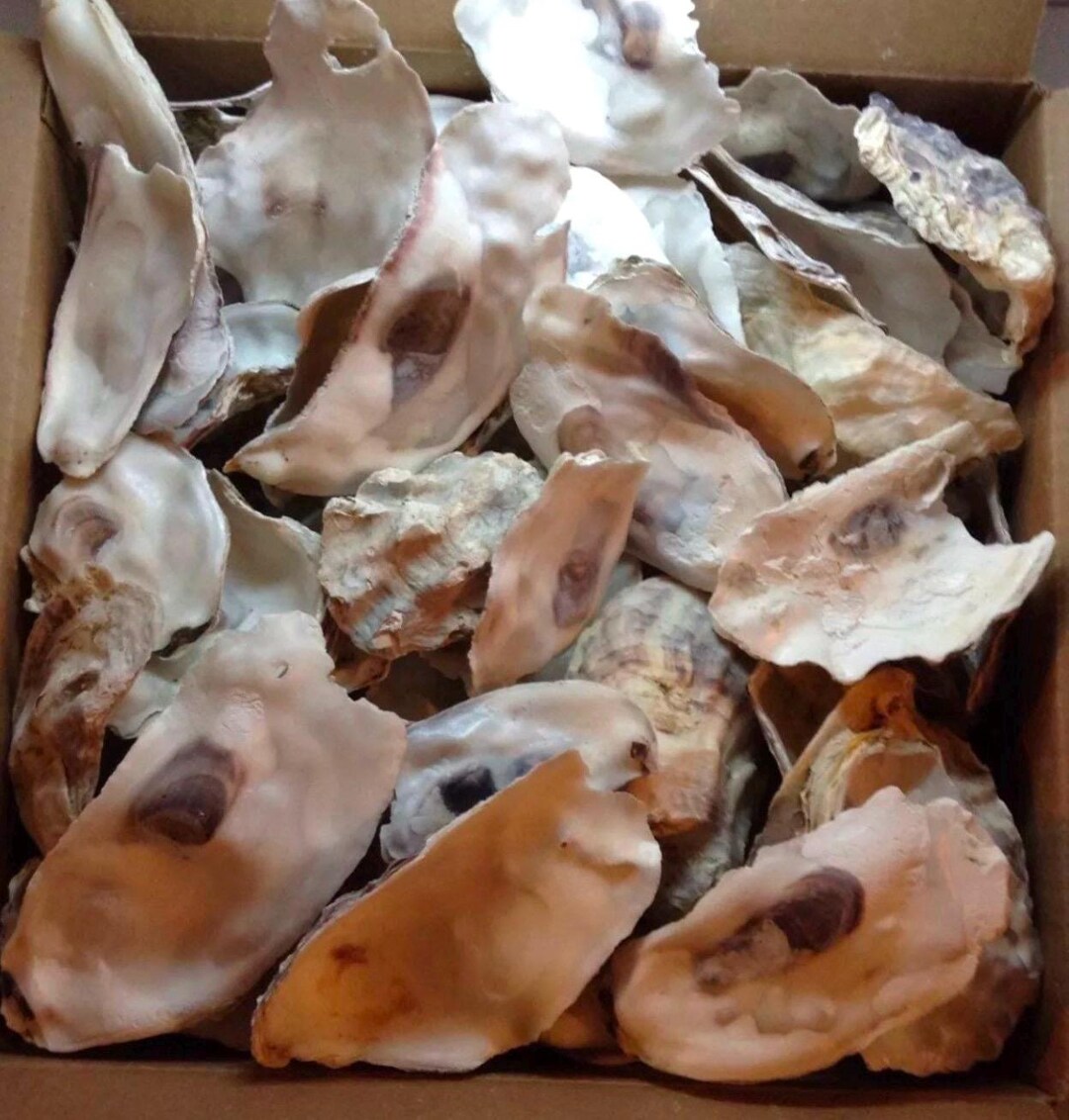 Broken Oyster Shells Clean No Smell for Garden Driveways Decor *9 Lbs ...