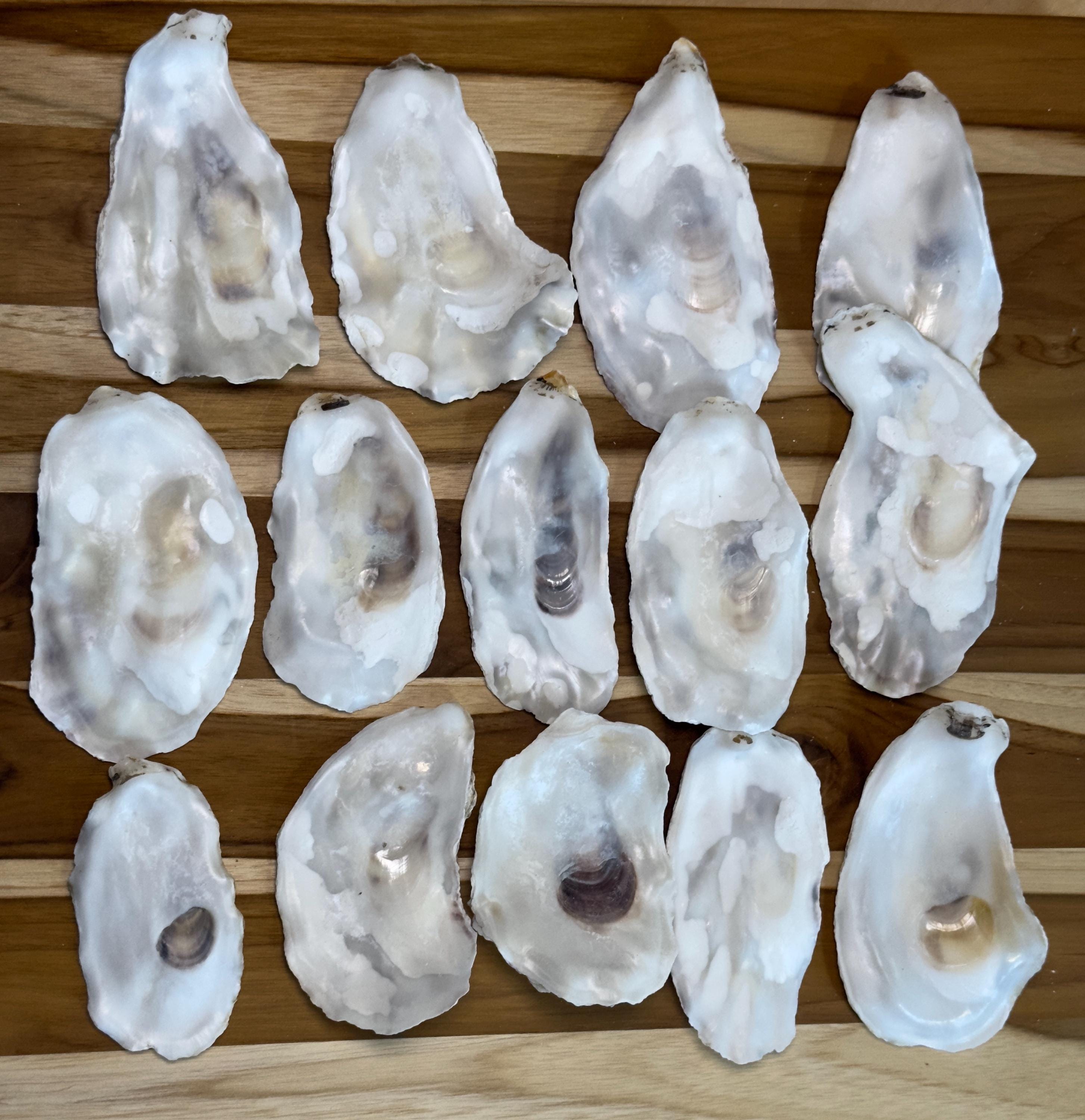 Flat Bulk Oyster Shells 3-4.5" Flat Side Clean No Smell - Perfect for ...