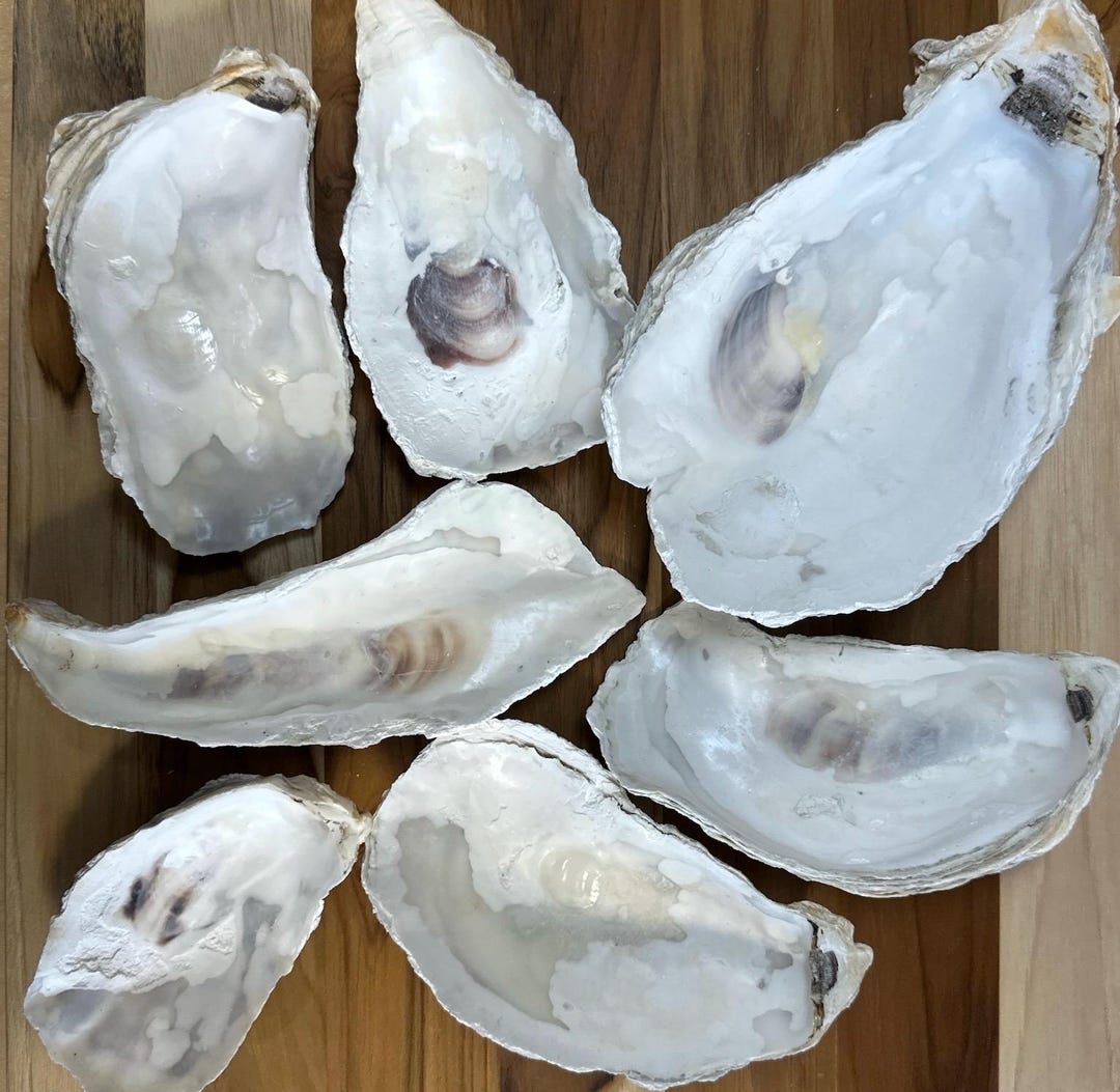 25 Broken Large Oyster Shells 5" to 8" Clean No Smell Art Craft ...