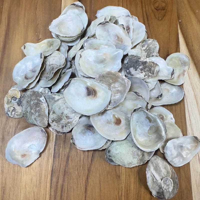 1 Flat Oyster Shells - Etsy