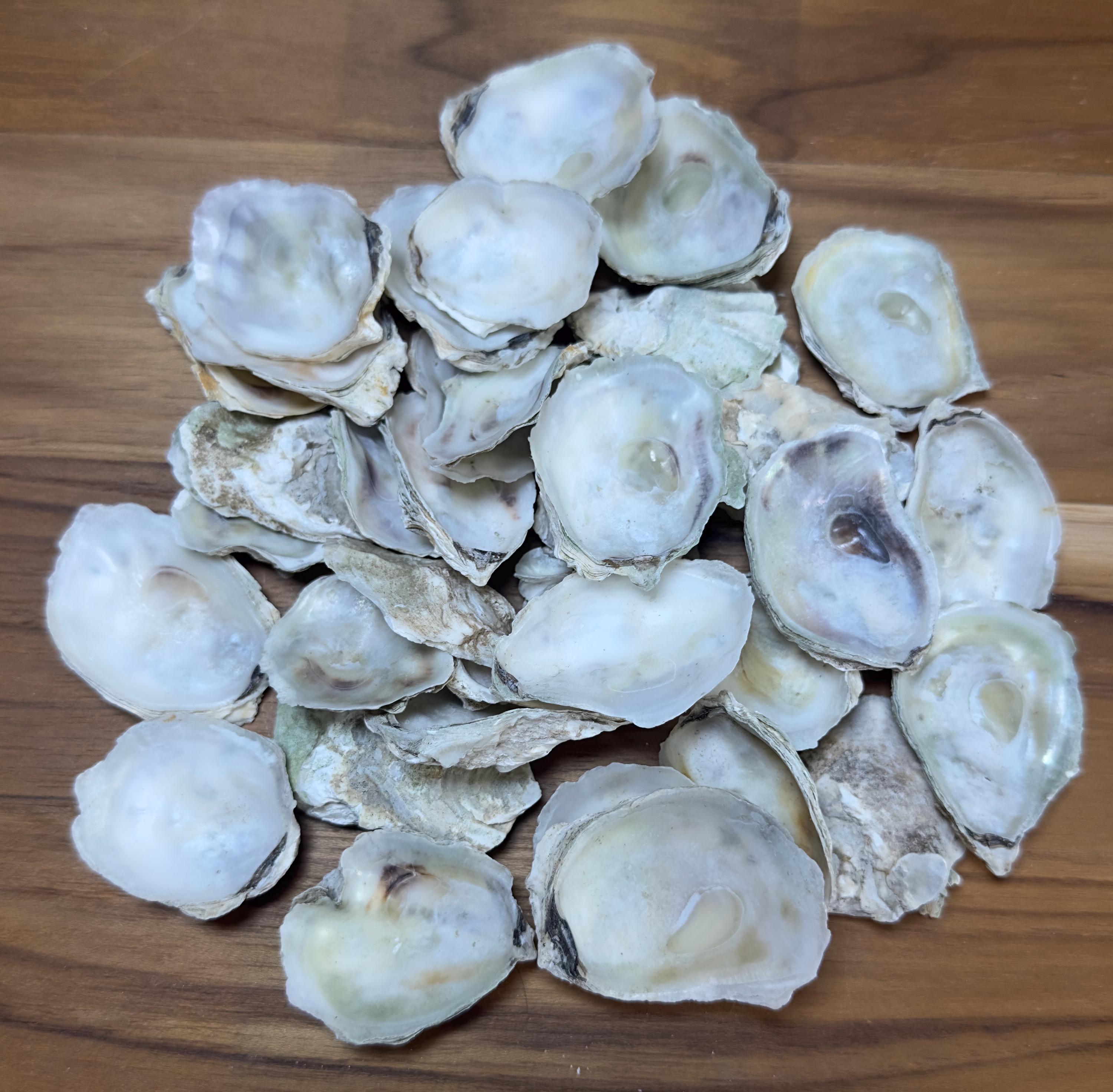 50 Extra Small Cupped Oyster Shells (1–1.5”) – Natural Coastal Decor ...