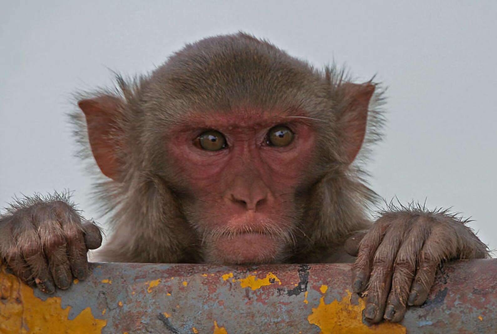 Monkey Skull Rhesus Macaque Life-cast Purified Recycled - Etsy