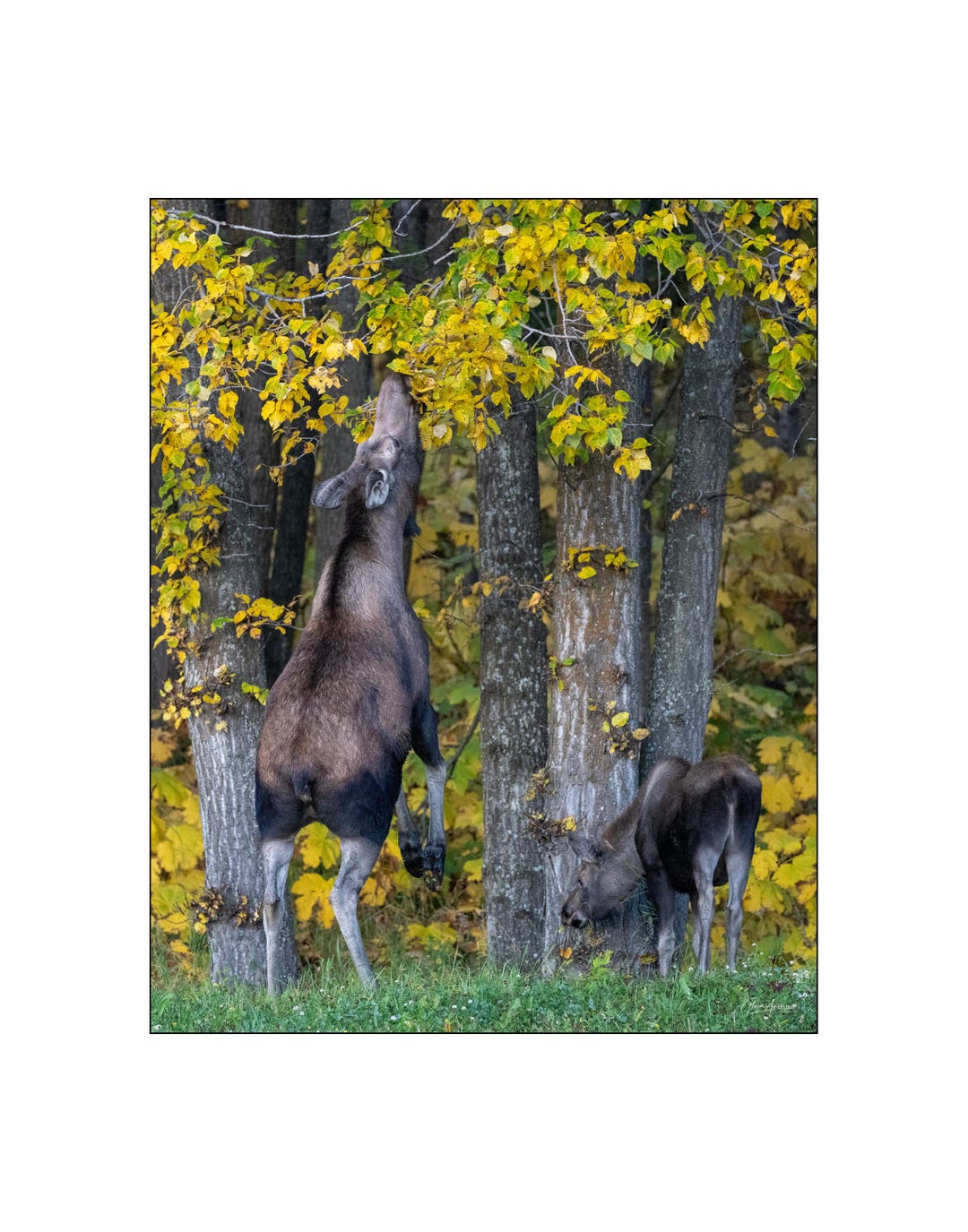 Mother and Baby Moose in Alaska Pulling Leaves off a Tree During the ...