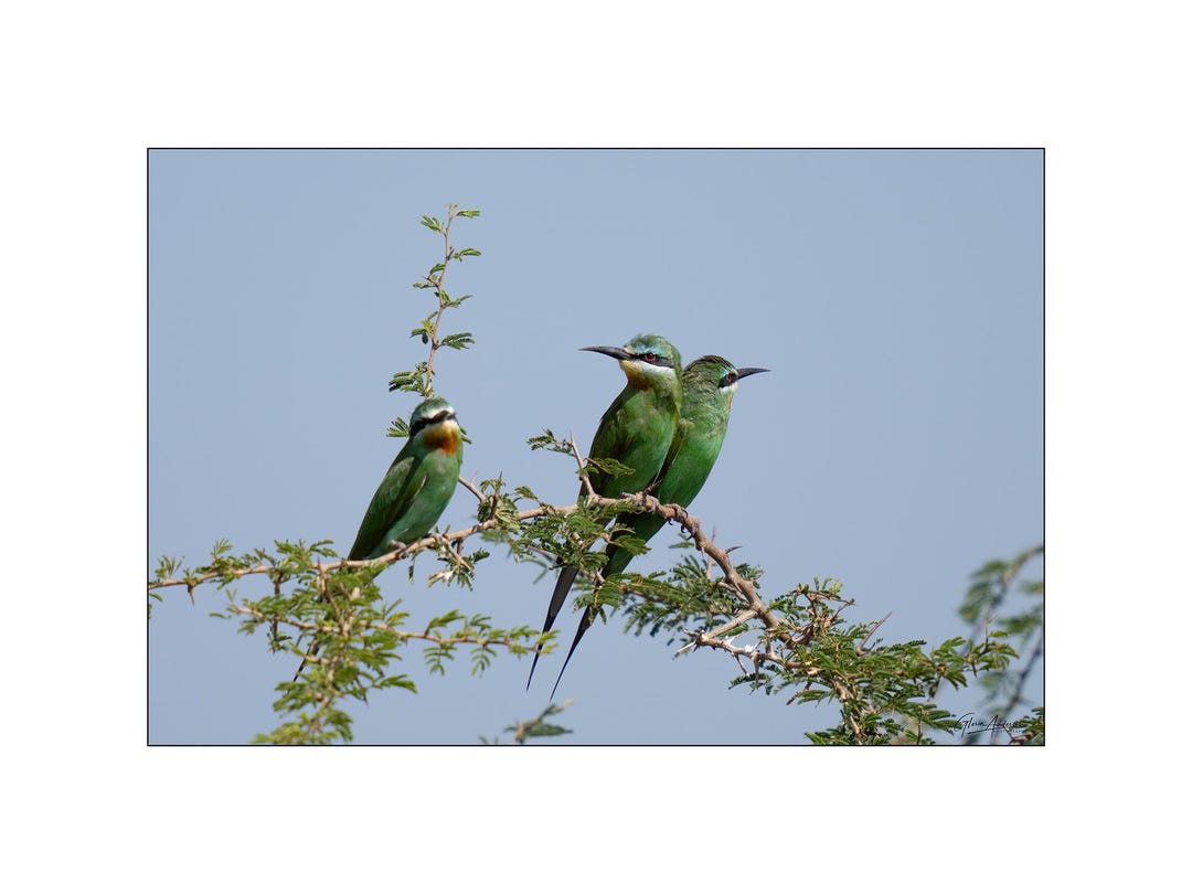 African Wildlife - Green Bee-eater Birds Sittings on a Branch Wall Art ...