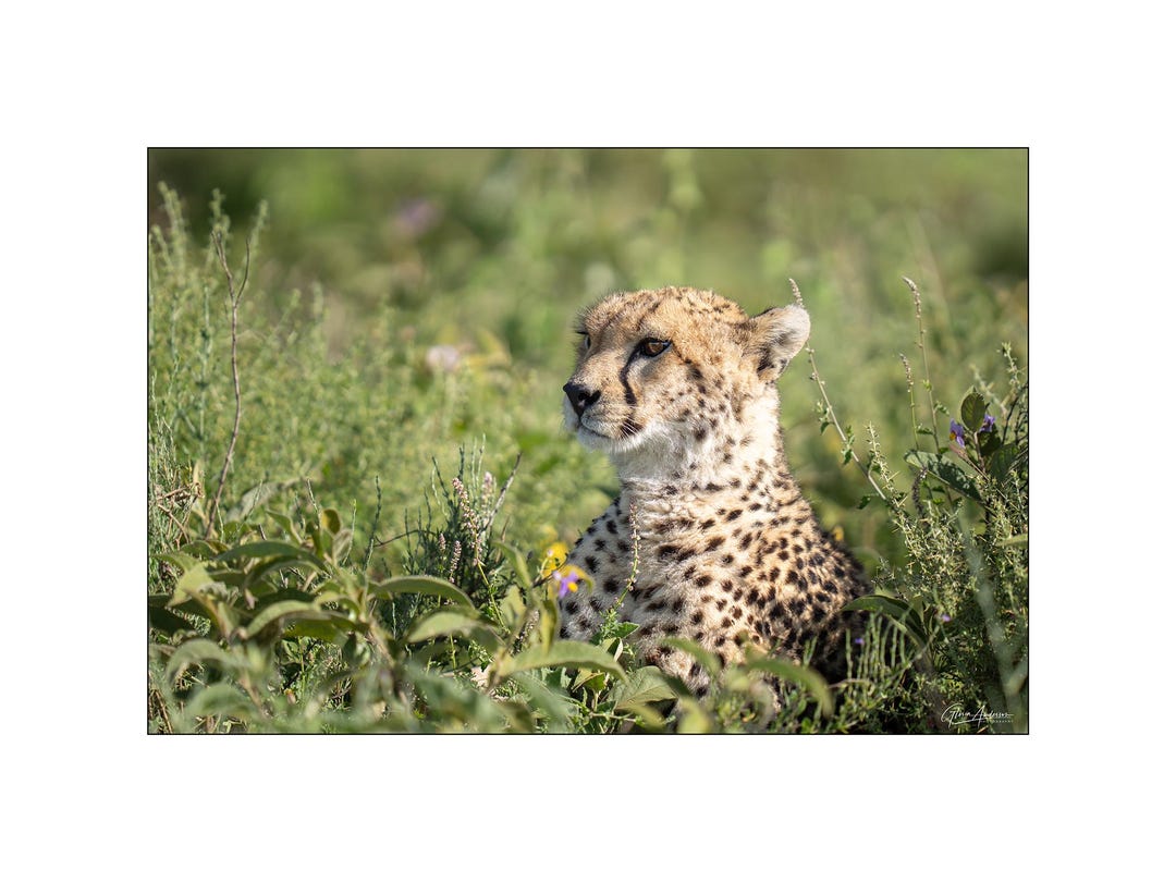 African Wildlife - Cheetah Sitting in the Brush on the Plains - Wall ...