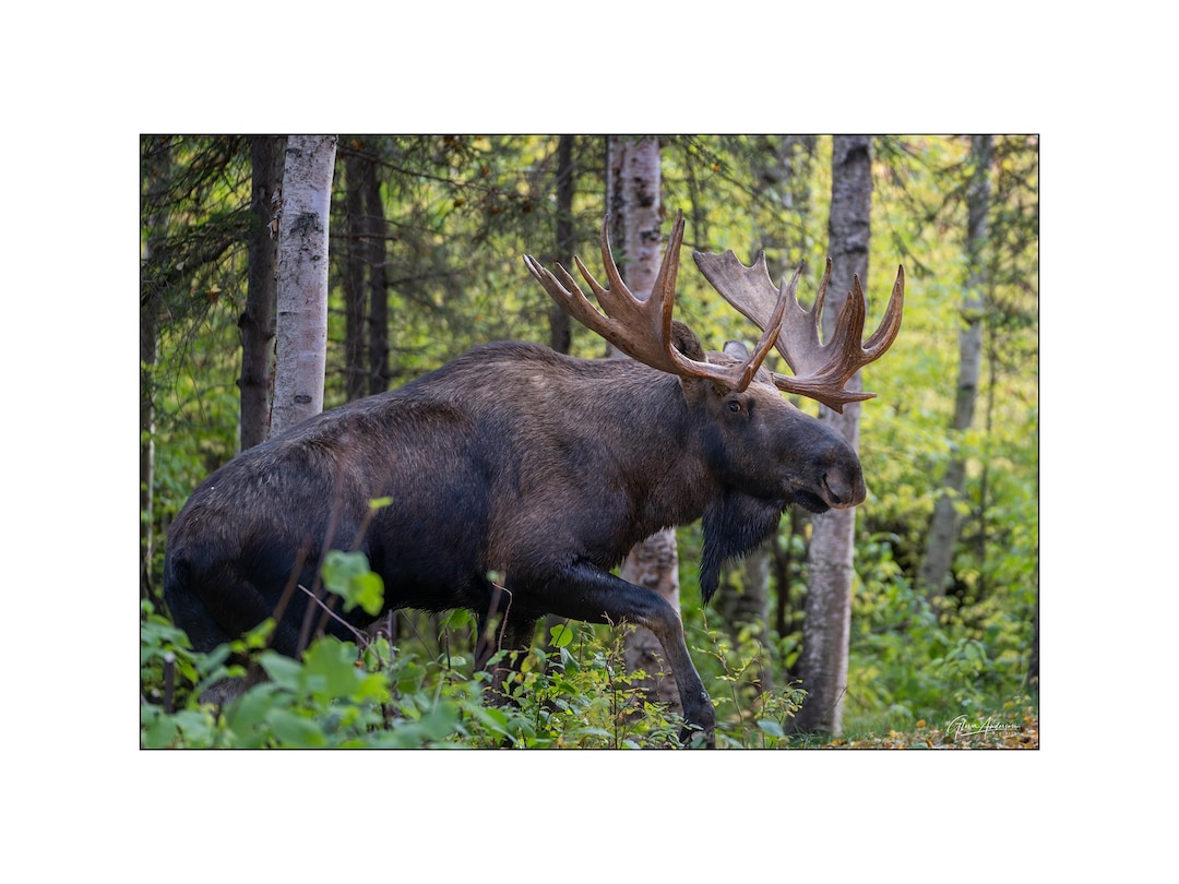 Large Alaskan Bull Moose in Alaska Wall Art Photograph - Matted White ...