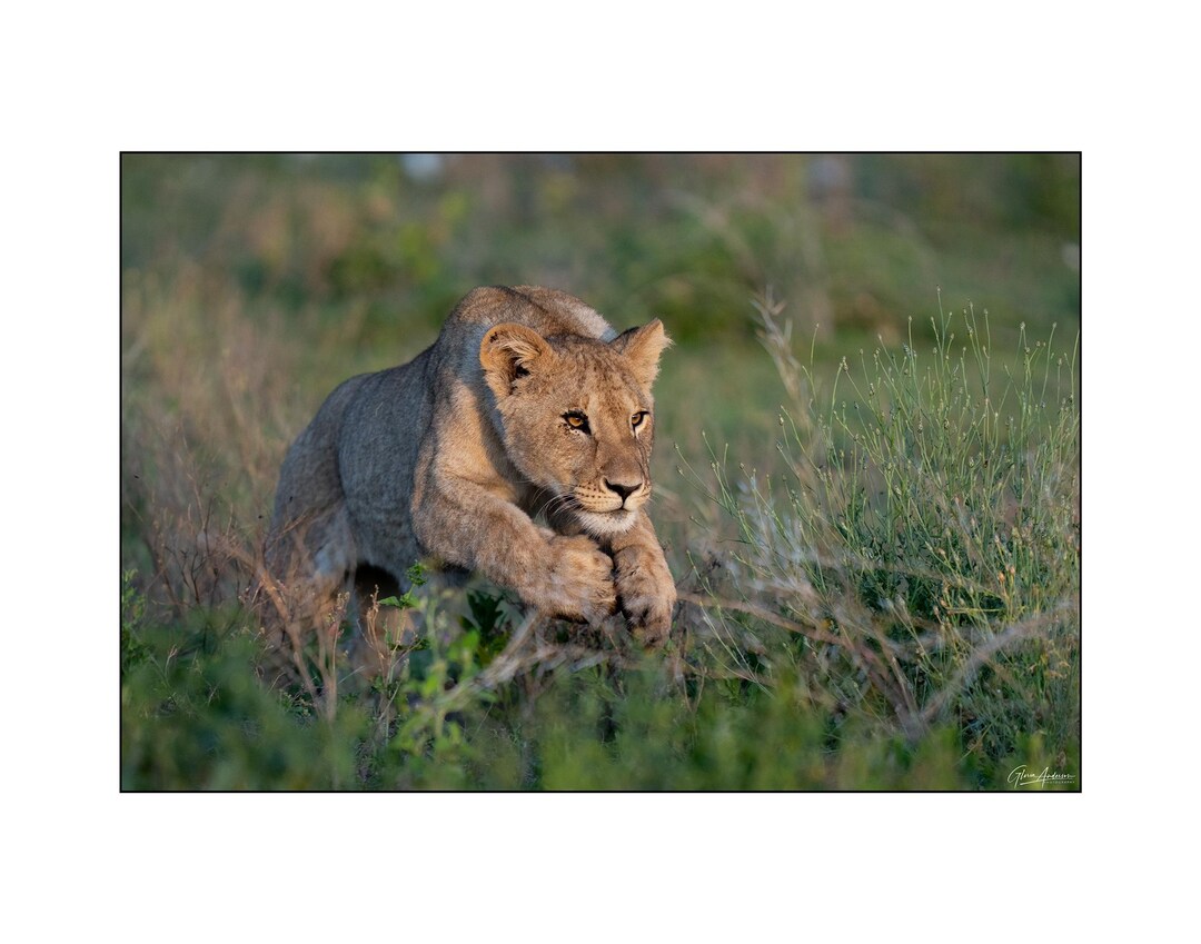 African Wildlife - Lion Cub Pouncing at Sunrise in Africa - Wall Art ...