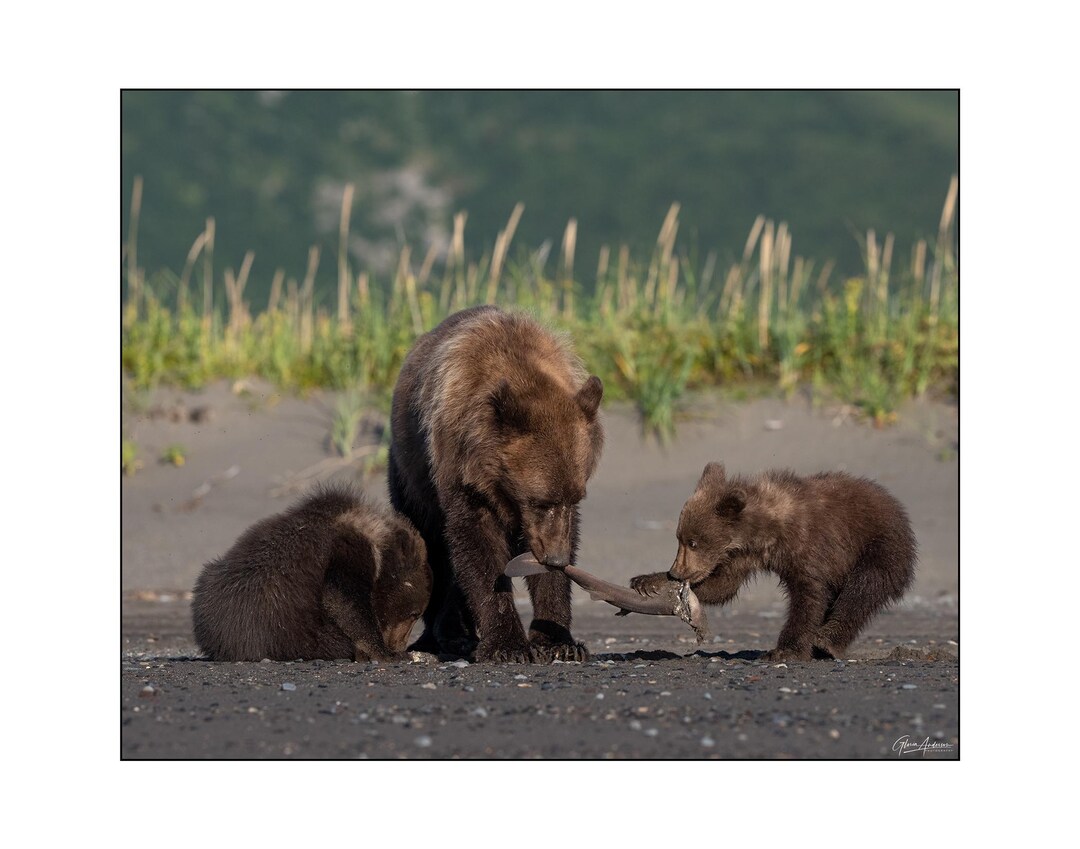 Bear Cub With a Shark Playing Tug With Mom at the Beach in Alaska Wall ...