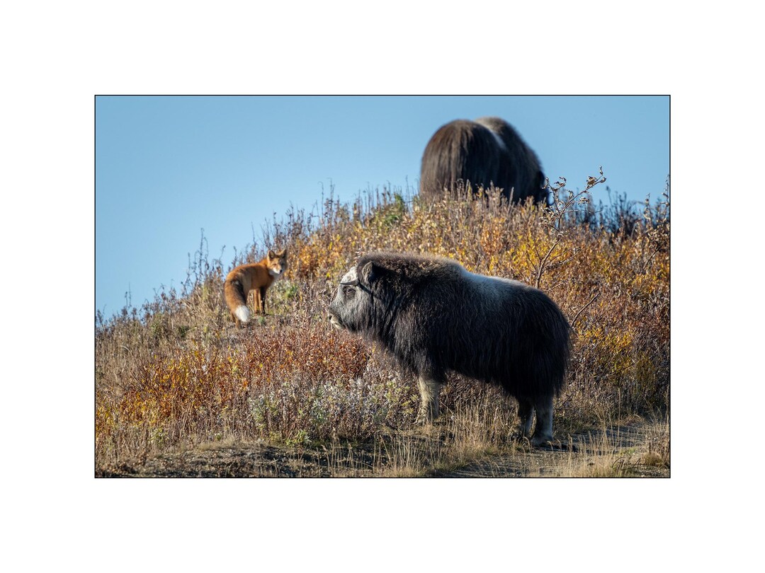 Alaska Musk Ox on a Hill With a Fox Wall Art Photograph - Matted White ...