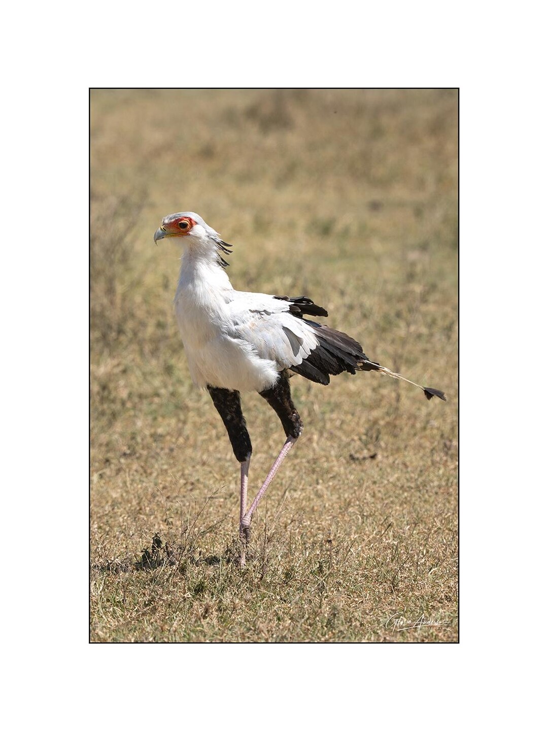 African Wildlife - Secretary Bird in the Grass in Tanzania, Africa Wall ...