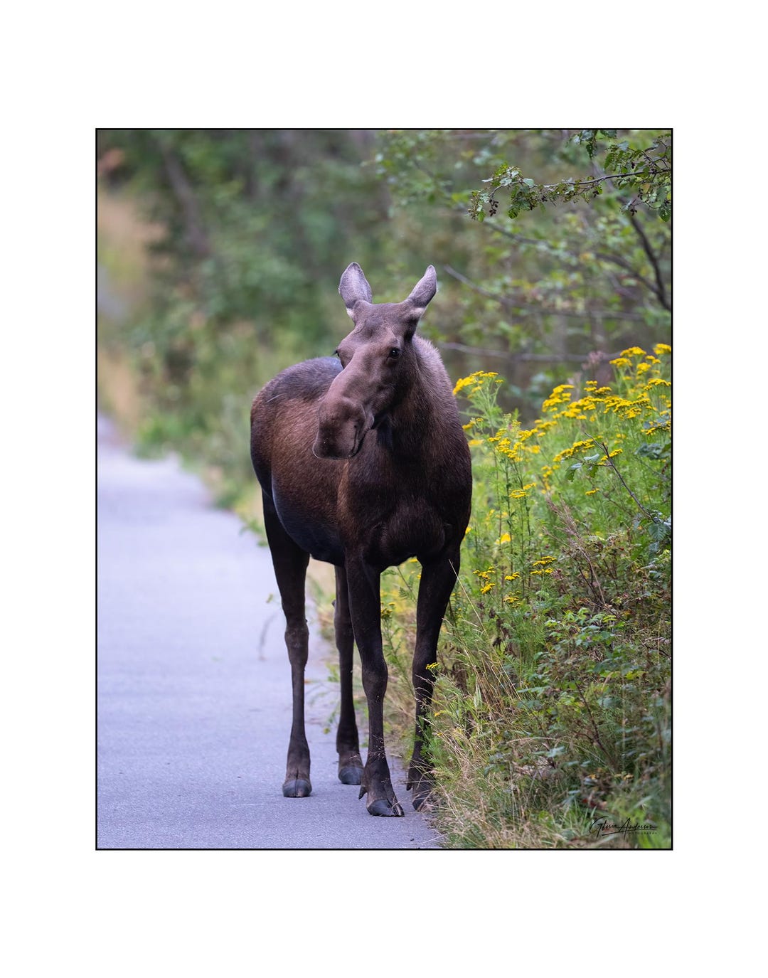 Cow Moose on a Path in Alaska Wall Art Photograph - Matted White ...