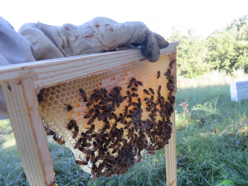 Layens Beehive Kit, Hive Only- NO FRAMES INCLUDED, 20-frame Horizontal ...