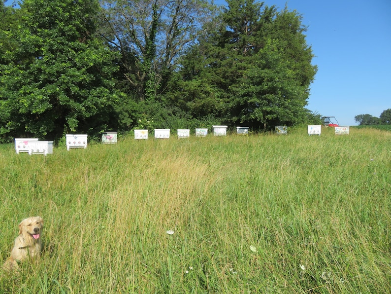 Fully Assembled 20-frame Layens Beehive: Beekeeper Gift, Horizontal ...