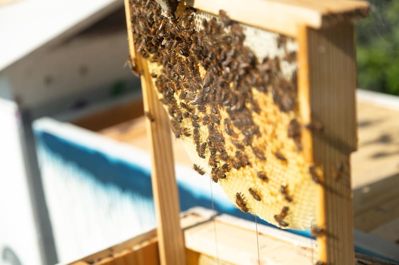 Fully Assembled 20-frame Layens Beehive: Beekeeper Gift, Horizontal ...