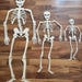 Wooden Skeleton | Halloween Decor| Personalized Spooky Wall Hanging ...