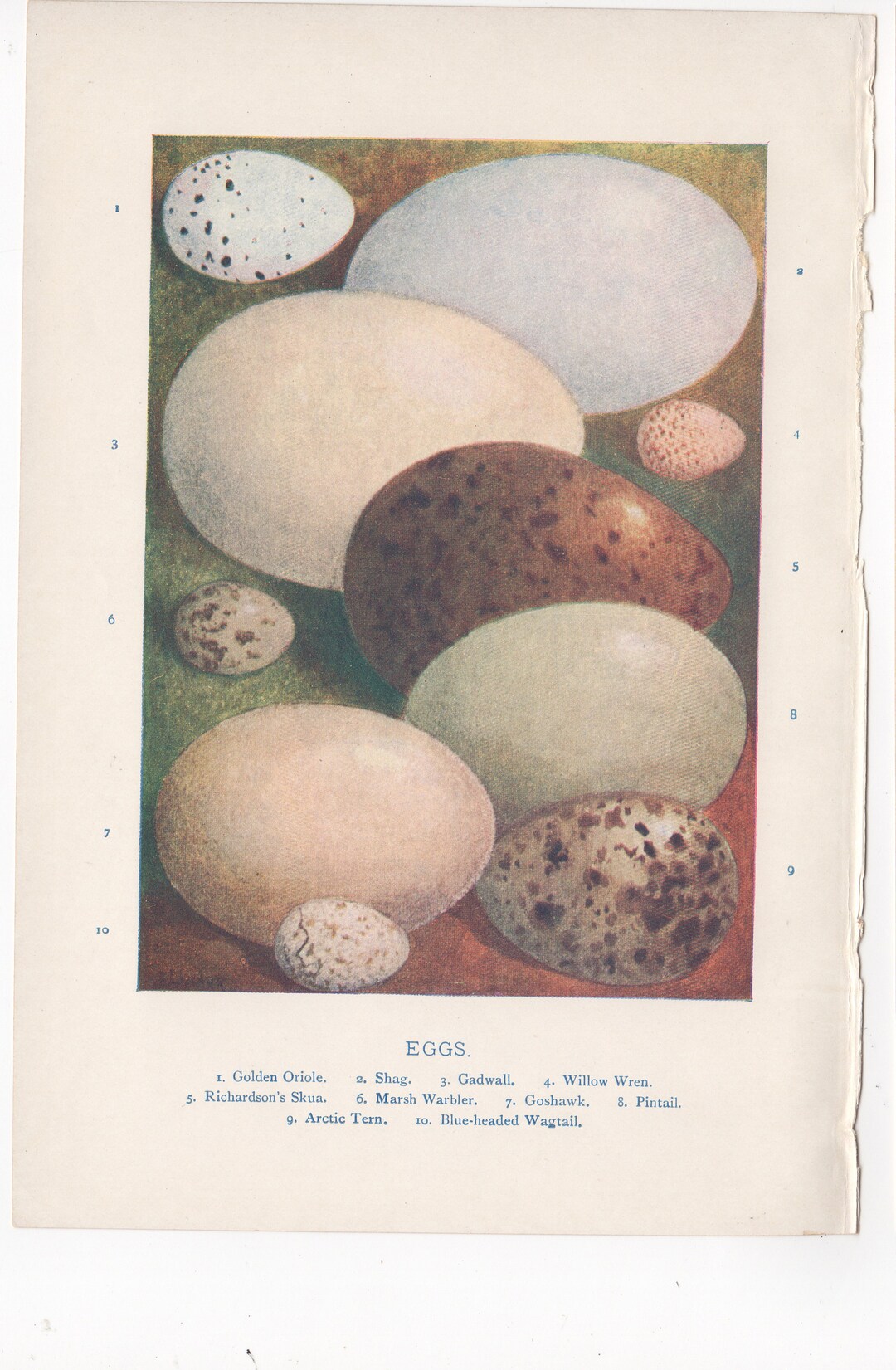 1900 Birds' Nests, Eggs & Egg-collecting by R. Kearton Plate 8 - Etsy