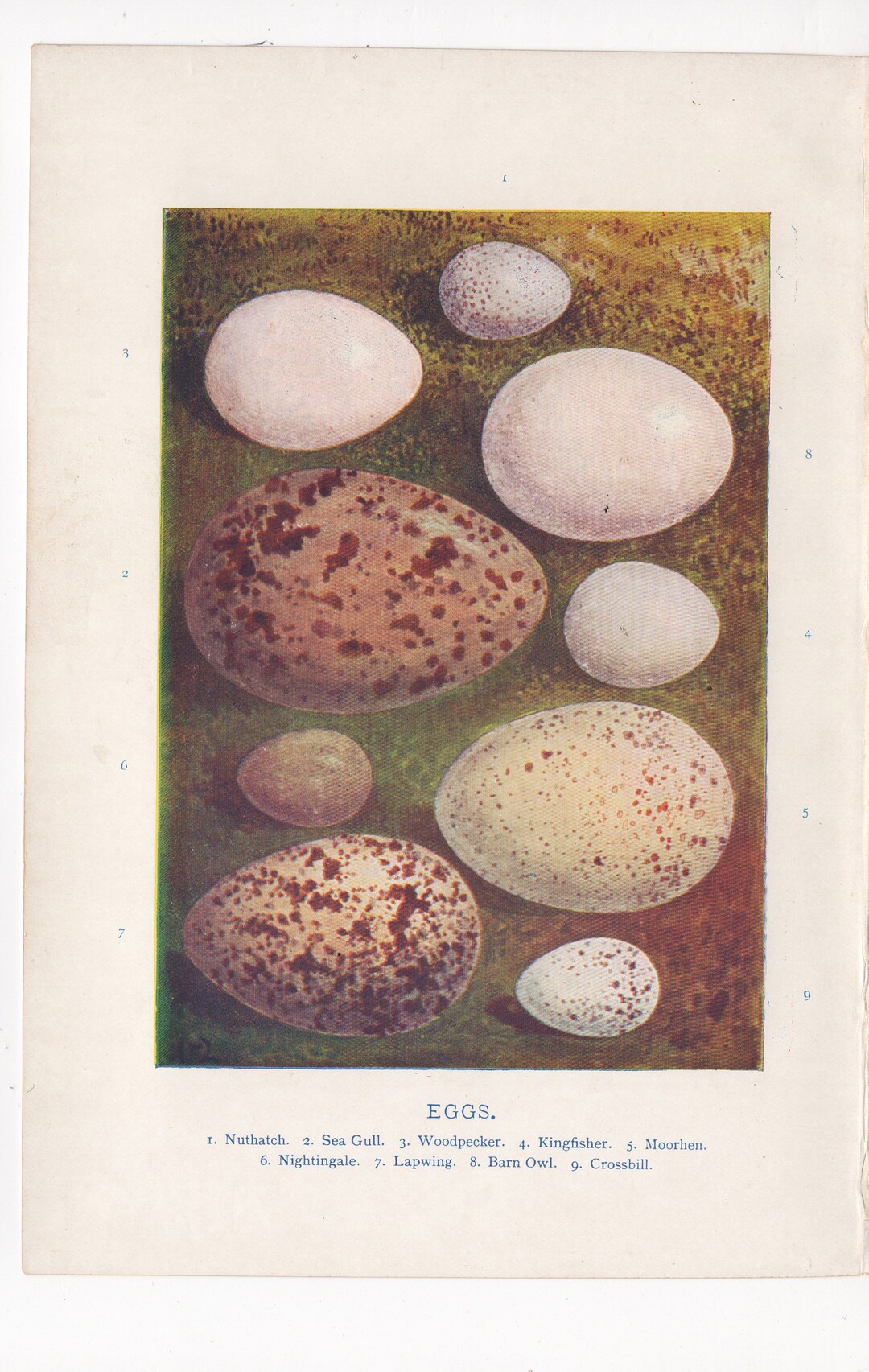 1900 Birds' Nests, Eggs & Egg-collecting by R. Kearton Plate 1 - Etsy