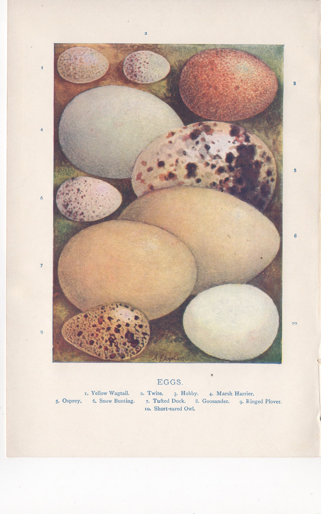 1900 Birds' Nests, Eggs & Egg-collecting by R. Kearton Plate 11 - Etsy