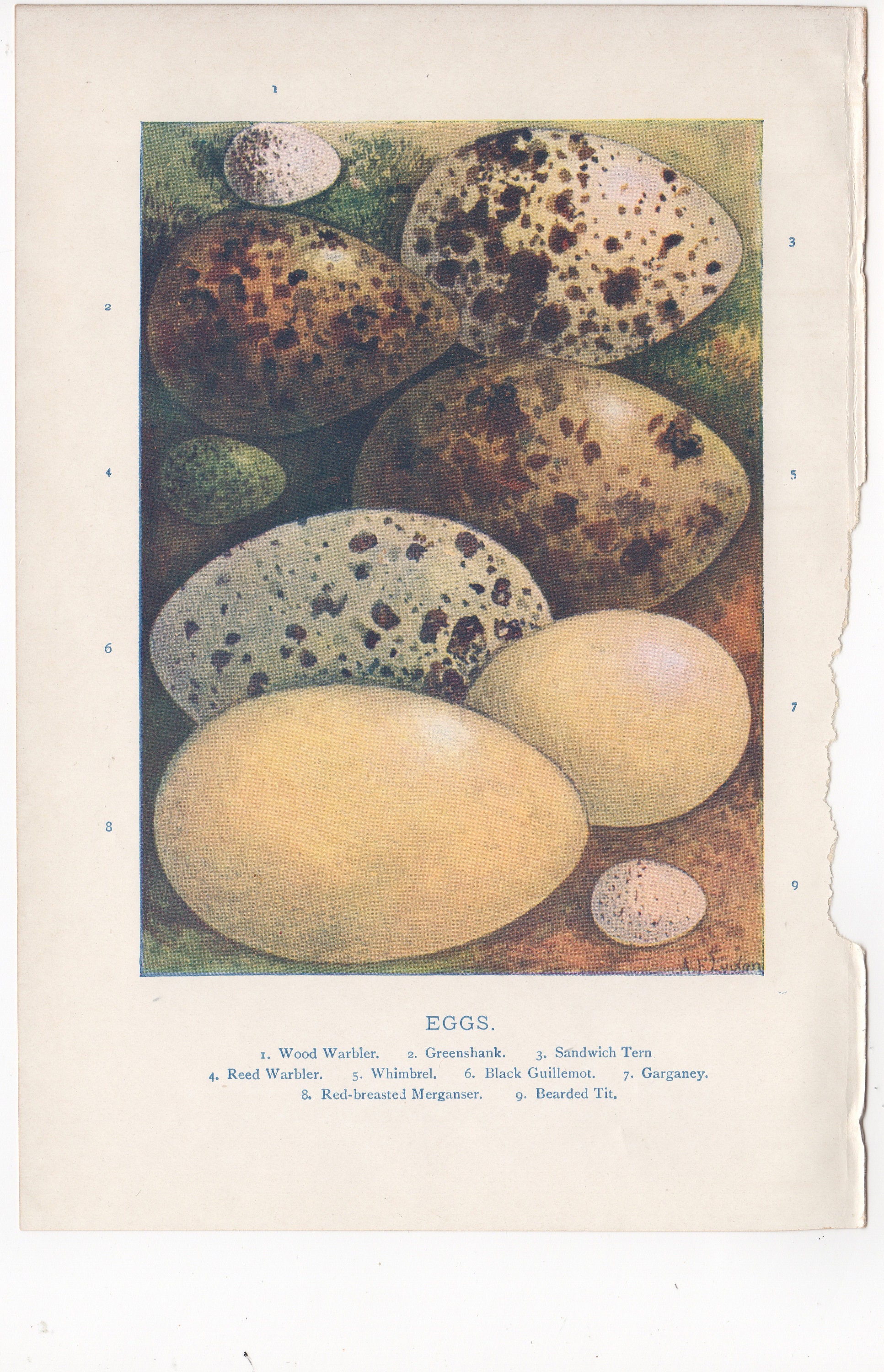 1900 Birds' Nests, Eggs & Egg-collecting by R. Kearton Plate 10 - Etsy