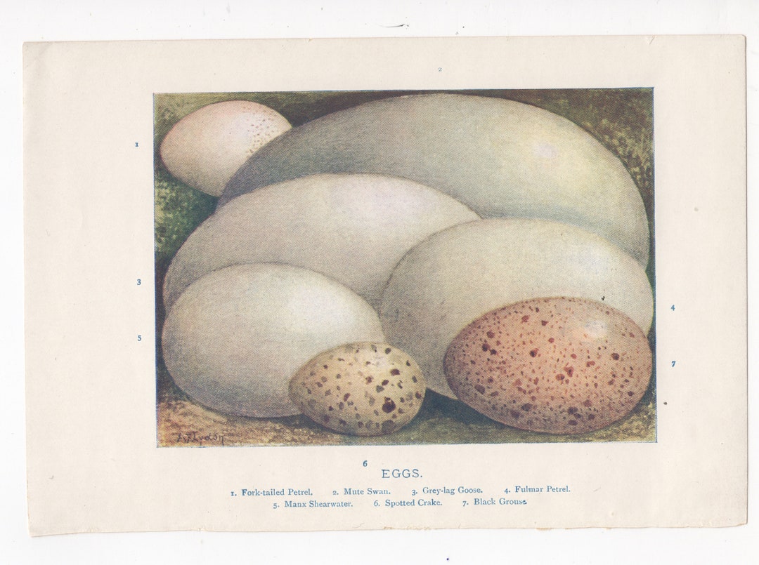 1900 Birds' Nests, Eggs & Egg-collecting by R. Kearton - Plate 21 - Etsy